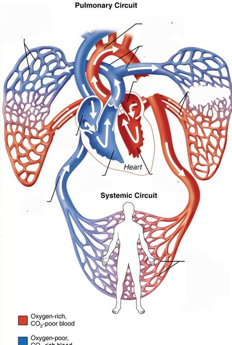 Lab 11 Pulmonary Circut Diagram Quizlet Lab 11 Pulmonary Circut Diagram Quizlet