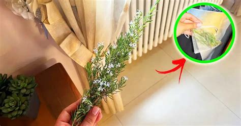 7 Cosas Que Puedes Hacer Si Tienes Romero En Casa Ideas Manualidades