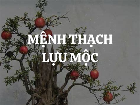 Mệnh Thạch Lựu Mộc Hợp Màu Gì Khám Phá Bí Mật Phong Thủy Và Màu Sắc May Mắn