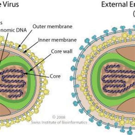 Morphological Structure Of Lsdv Haftu Et Al 2012 Download Scientific Diagram