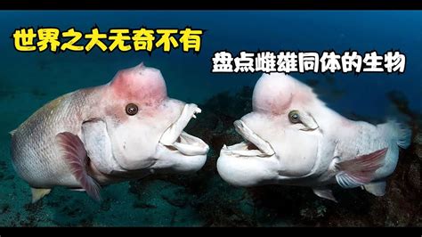 盘点雌雄同体的海洋生物，看看你都知道哪几个。 Youtube