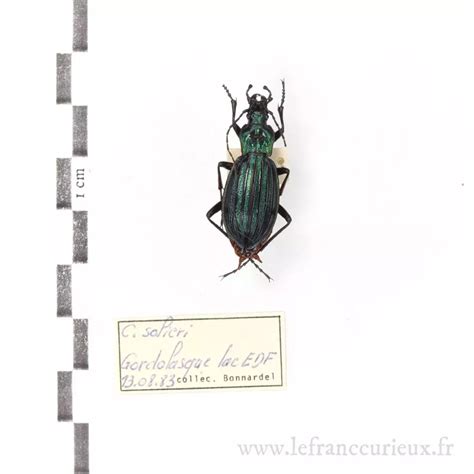 Carabus Solieri Réf Lfc00101