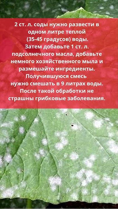 Супер Средство От Тли и Мучнистой Росы на Огурцах! #shorts - YouTube