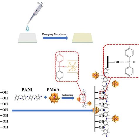 The Protonation Process To Fabricate A Pmoa Pani Hybridizing Thin Film