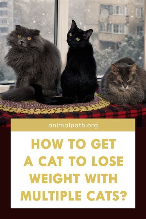 7 Simple And Effective Cat Weight Loss Tips Artofit