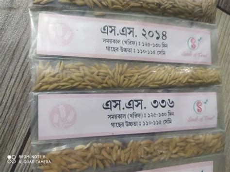 6444 Natural Paddy Seeds Packaging Type Loose At ₹ 100 Kg In Gobardanga