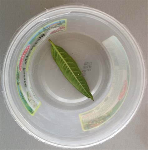 Monarch Butterfly Egg Hatching
