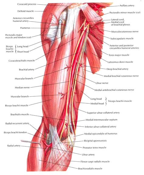 Arterial Structurebrachialbrachial Ranzcrpart1 Wiki Fandom Powered By Wikia