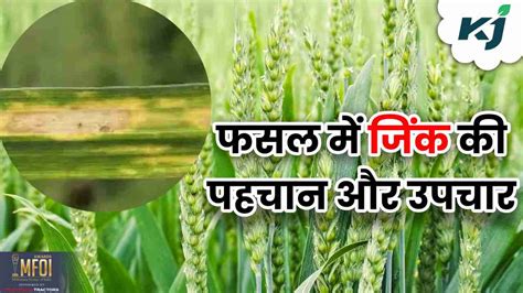 Wheat Crop गेहूं की फसल में जिंक की कमी के लक्षण और वैज्ञानिक उपचार यहां जानें सबकुछ Wheat
