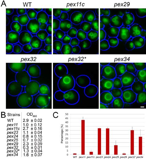 Figure 1 From Peroxisomal Membrane Contact Sites In The Yeast Hansenula