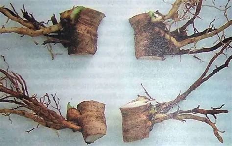 How To Root Phlox With Cuttings Terms Rules Methods Healthy Food