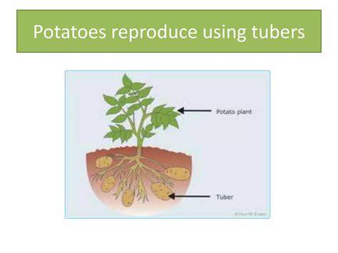 Powerpoint Asexual Reproduction In Plants Pptx