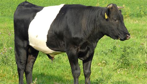 Dutch Belted Cattle Breed Everything You Need To Know
