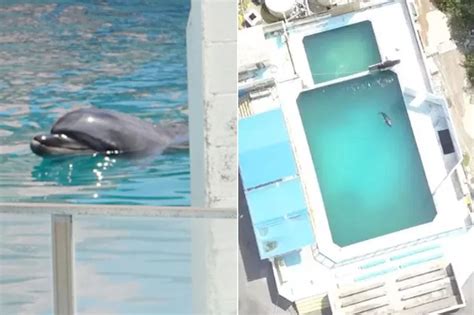 Sex Pest Dolphin Attacks Swimmer In Water In Front Of Beachgoers As He