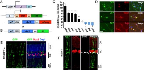 Figure 1 From Transgenic Expression Of The Proneural Transcription