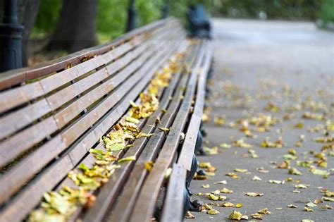 노란 단풍이 드리워진 긴 벤치가 공원에 자리 잡고 있습니다 그것은 고요하고 사색적인 분위기를 불러 일으켜 자연의 활기찬 계절 변화 속에서 조용한 성찰을 초대합니다 가을에