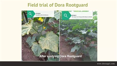 Dora Rootguard Trichoderma Harzianum Biological Fungicide Dora Agri