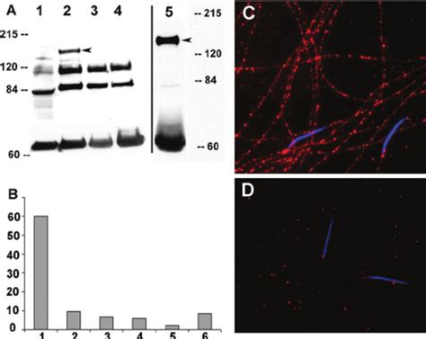 Western Blot Male Fertility And Cg34110 Immunofluorescence Staining