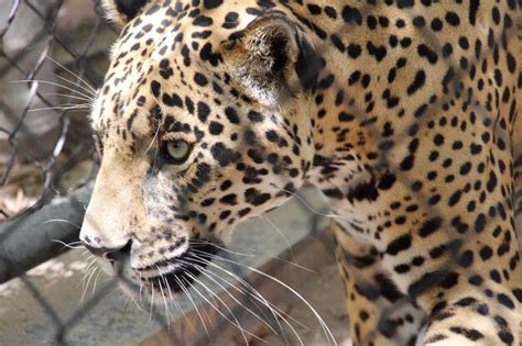 Premium Photo Close Up Side View Of A Leopard