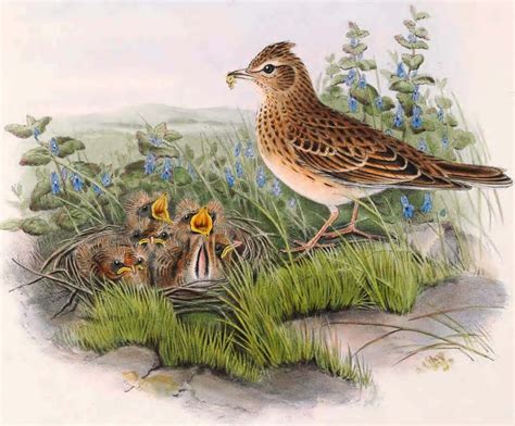 Von Lerchen Und Feldlerchen • Vogelguckerin