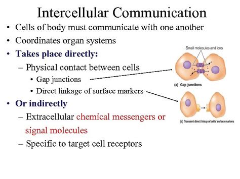 Human Physiology Unit Intercellular Communication BY DR BOOMINATHAN