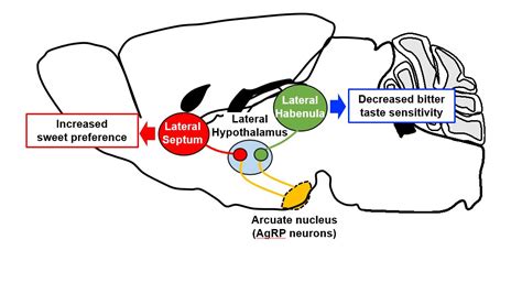 Why Food Tastes Better When We Re Hungry Researchers Find Neural