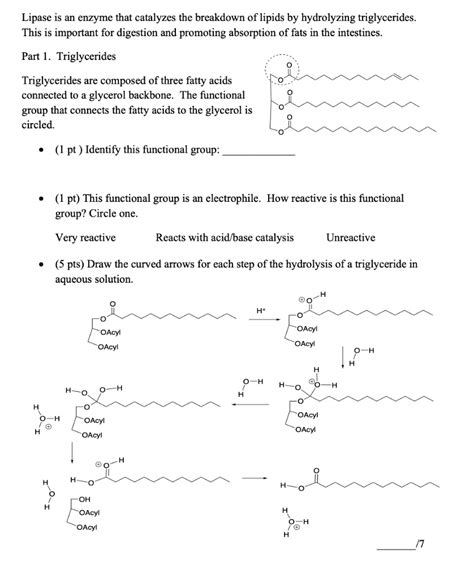Solved Lipase Is An Enzyme That Catalyzes The Breakdown Of Lipids By