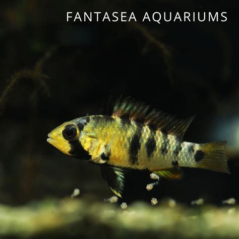 10 Colorful Types Of Apistogramma Dwarf Cichlids For Your Tank Maryland Aquarium Design