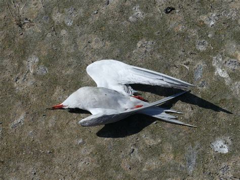 Birdwatch Ireland Reiterates Call For Urgent And Swift Action As Avian