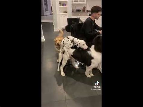 Dogs Fucking Youtube