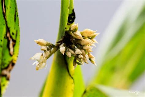 Wild Orchids In Sumatra Agrostophyllum