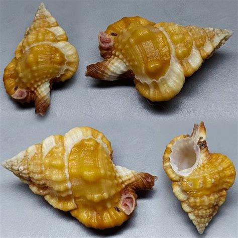 Gyrineum Cuspidatum 3766440