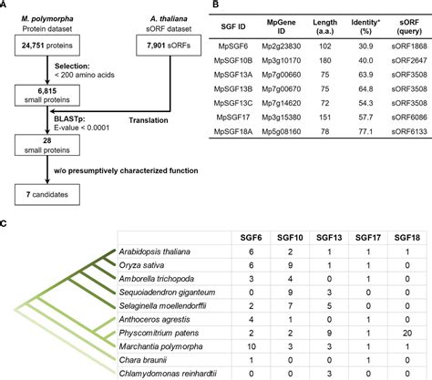 Frontiers Comprehensive Analysis Of Peptide Coding Genes And Initial Characterization Of An