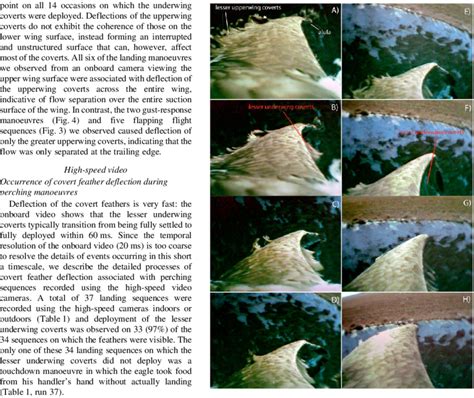 Deflection Of Lesser Upper And Underwing Coverts During Flapping Flight Download Scientific