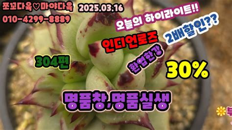 쪼꼬다육 304편명품실생인디언로즈 ️ 환엽한강💗 특가 2배할인명품창 30프로 할인 Youtube