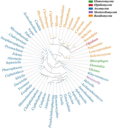 Niche Differentiation In The Rhizosphere And Endosphere Fungal Microbiome Of Wild Paris