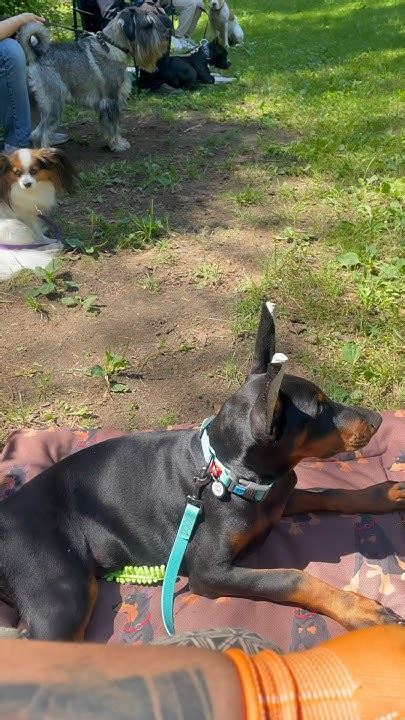 Ave My Франческа первый раз на занятии у кинолога Социализация щенка добермана Doberman