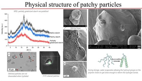 Novel Starch Modification Prototypes For Humanity