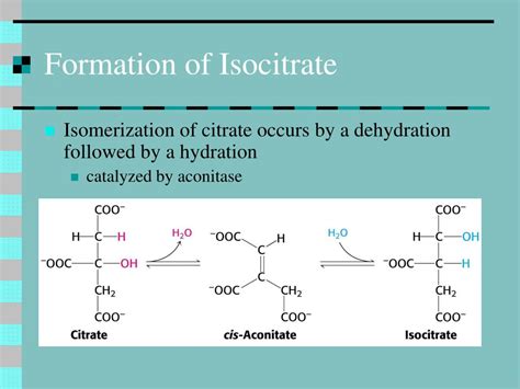 Ppt Citric Acid Cycle Powerpoint Presentation Free Download Id1352270