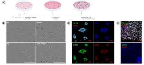 如何将人多能干细胞高效率高通量分化为肾脏类器官 诺为生物是eBioscience Miltenyi STEMCELL SunJinLab