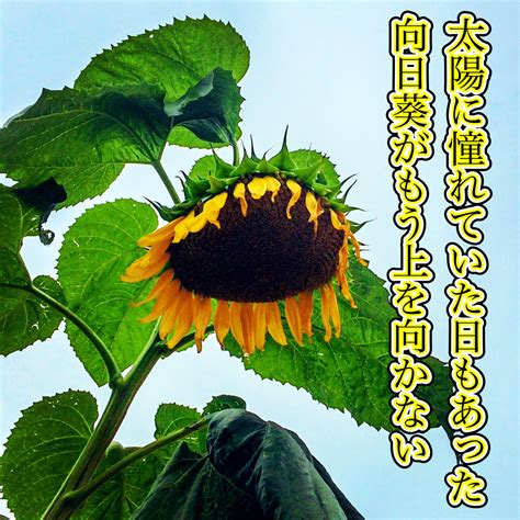 短歌写真部 下向く向日葵｜北大路京介｜note