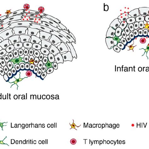 Model Of Hiv Transmigration In The Infantfetal And Adult Oral