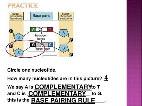 Dna Rna And Protein Synthesis Ppt Download