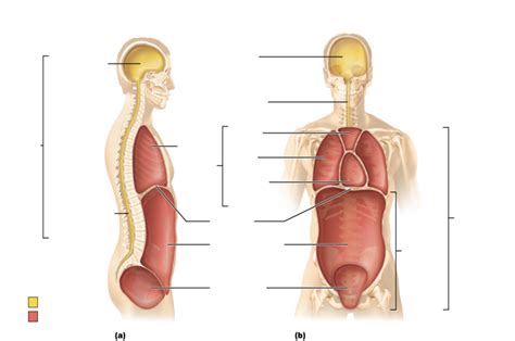 A P 1 Lab Exam 1 Serous Membranes And Cavities Diagram Quizlet