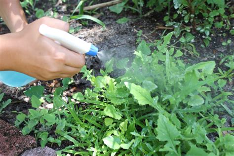 Natural Weed Killer Popsugar Home