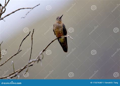 Giant Hummingbird Patagona Gigas Bird Sitting On Branch In The Nature