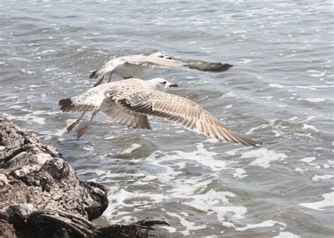 Seaguls Free Photo Download Freeimages