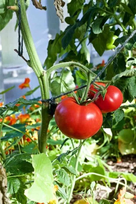 Diy Organic Insecticidal Soap Homemade Food Junkie