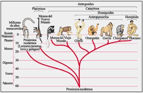 Clasificación De Los Primates