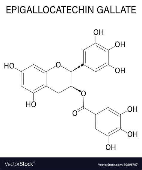 Epigallocatechin gallate or egcg molecule Vector Image